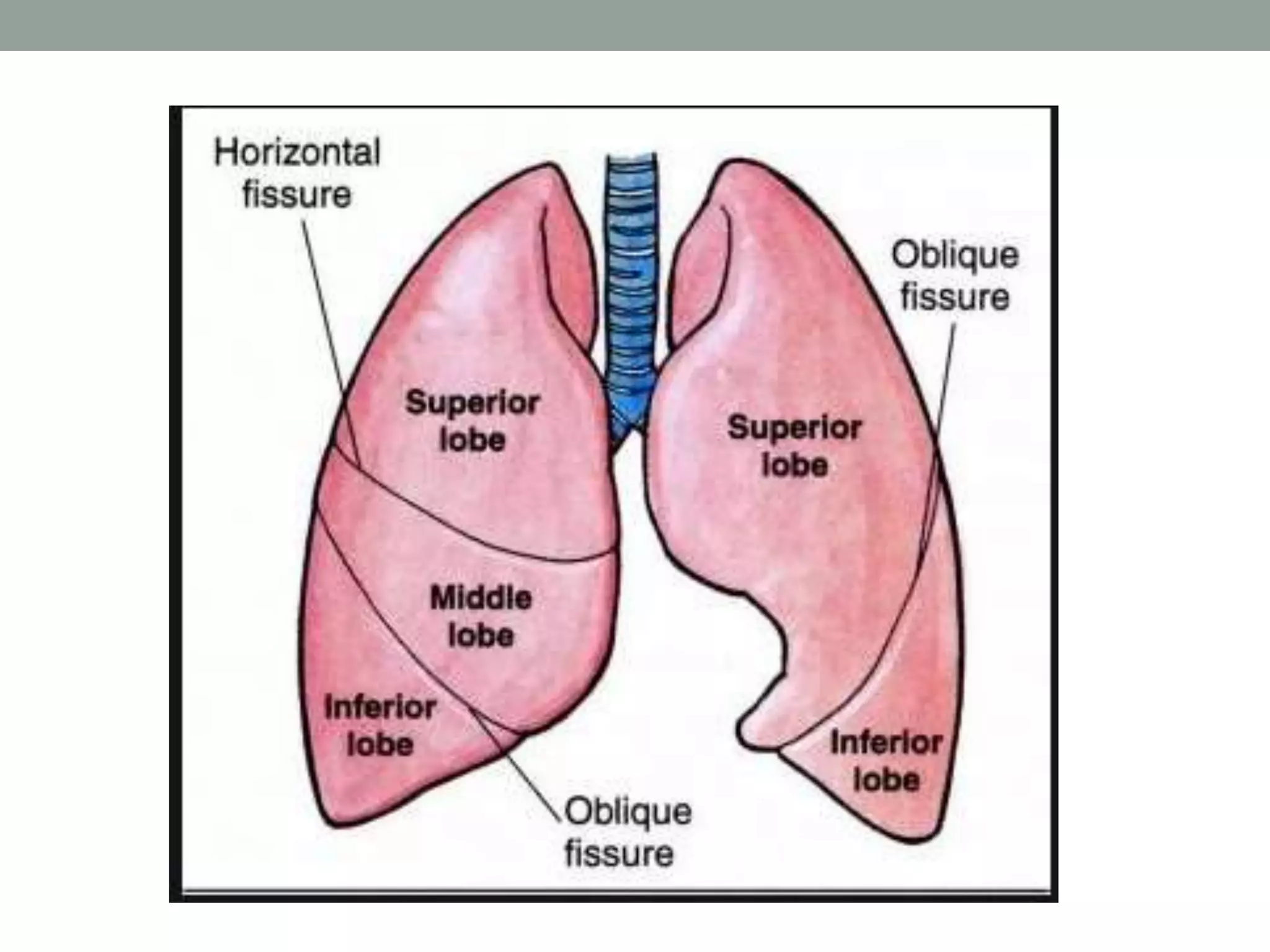 Anatomy of lungs | PPTX