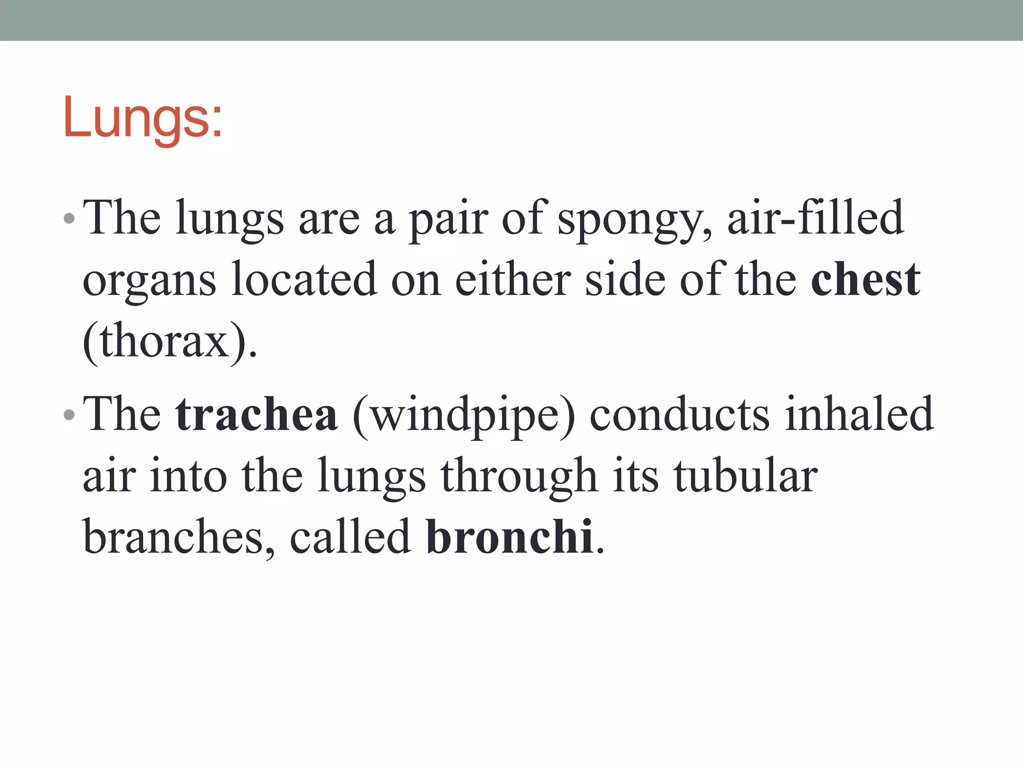 Anatomy of lungs | PPTX