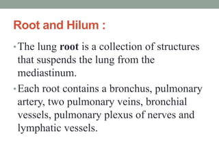 Anatomy of lungs | PPTX