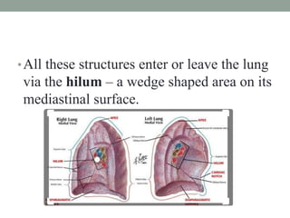 Anatomy of lungs | PPTX