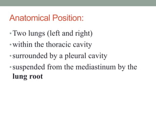 Anatomy of lungs | PPTX