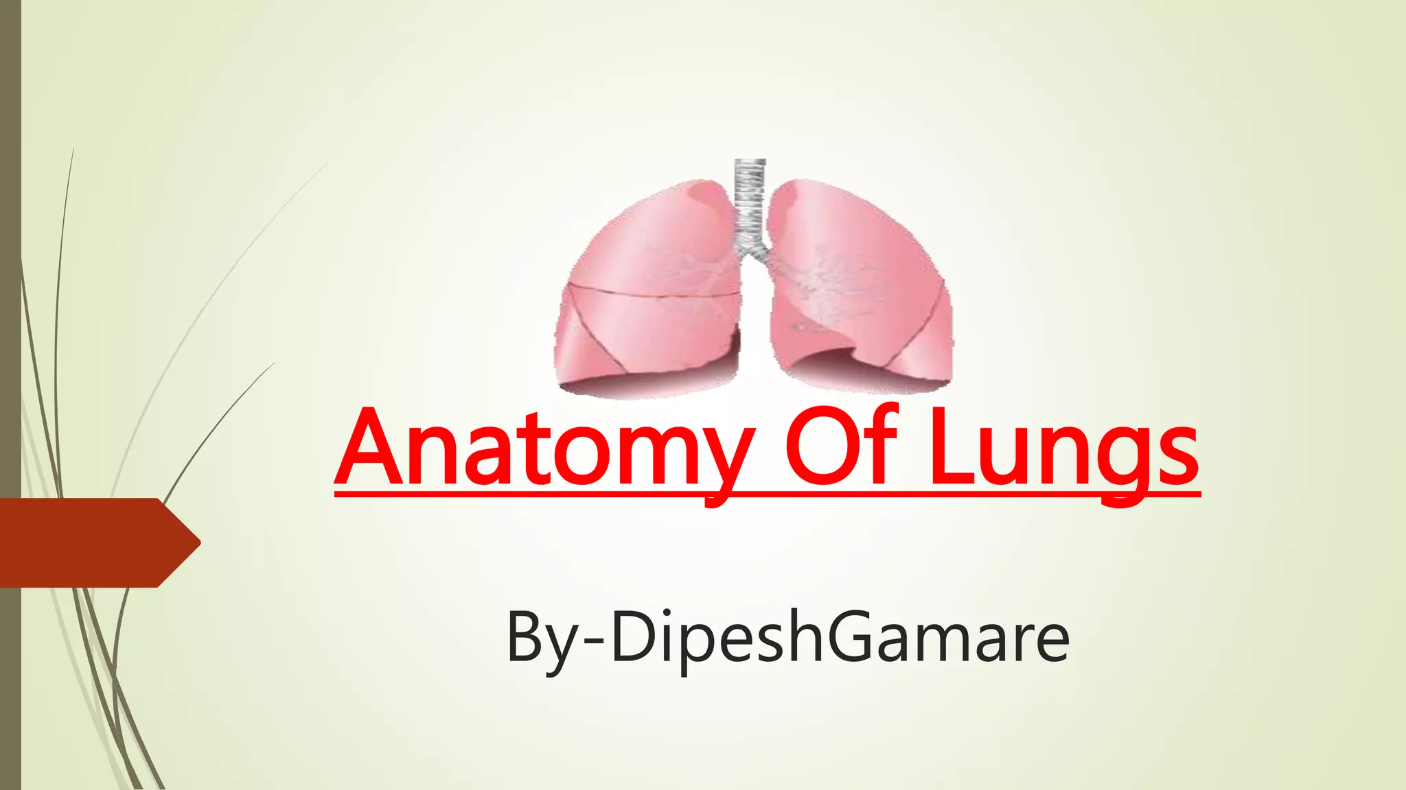 Anatomy Of Lungs.pptx