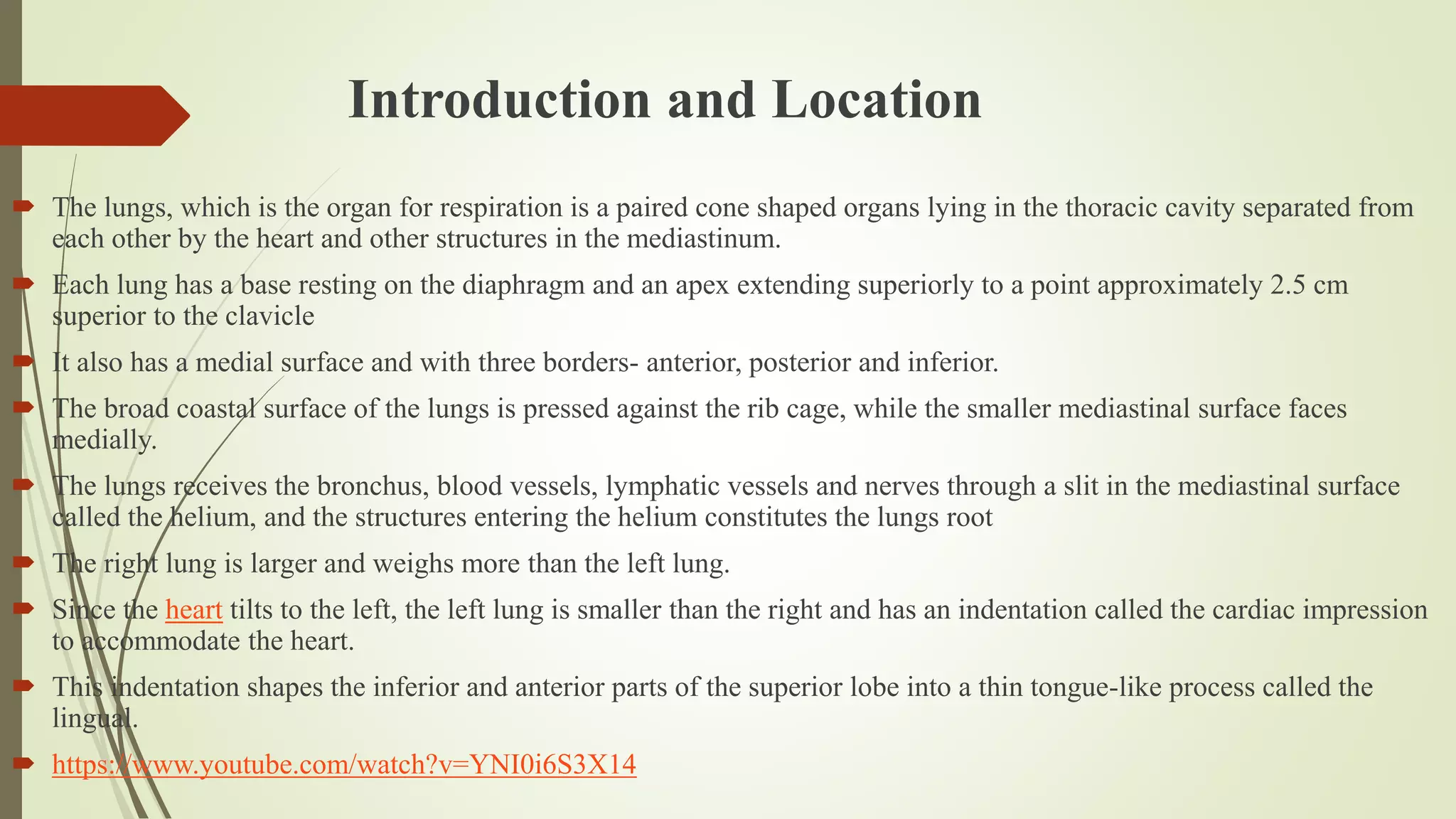 Anatomy Of Lungs.pptx