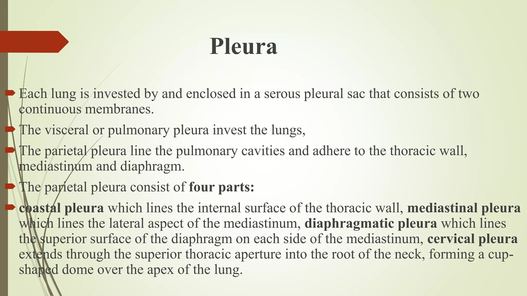 Anatomy Of Lungs.pptx