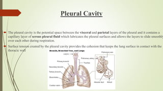 Anatomy Of Lungs.pptx