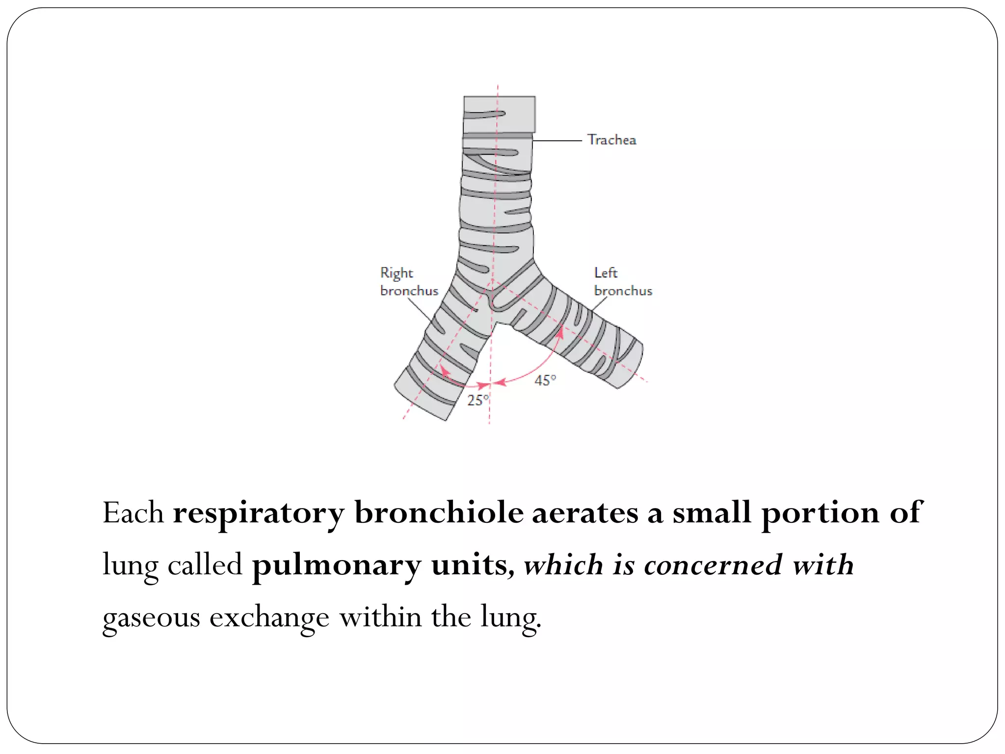Anatomy of Lungs.pdf