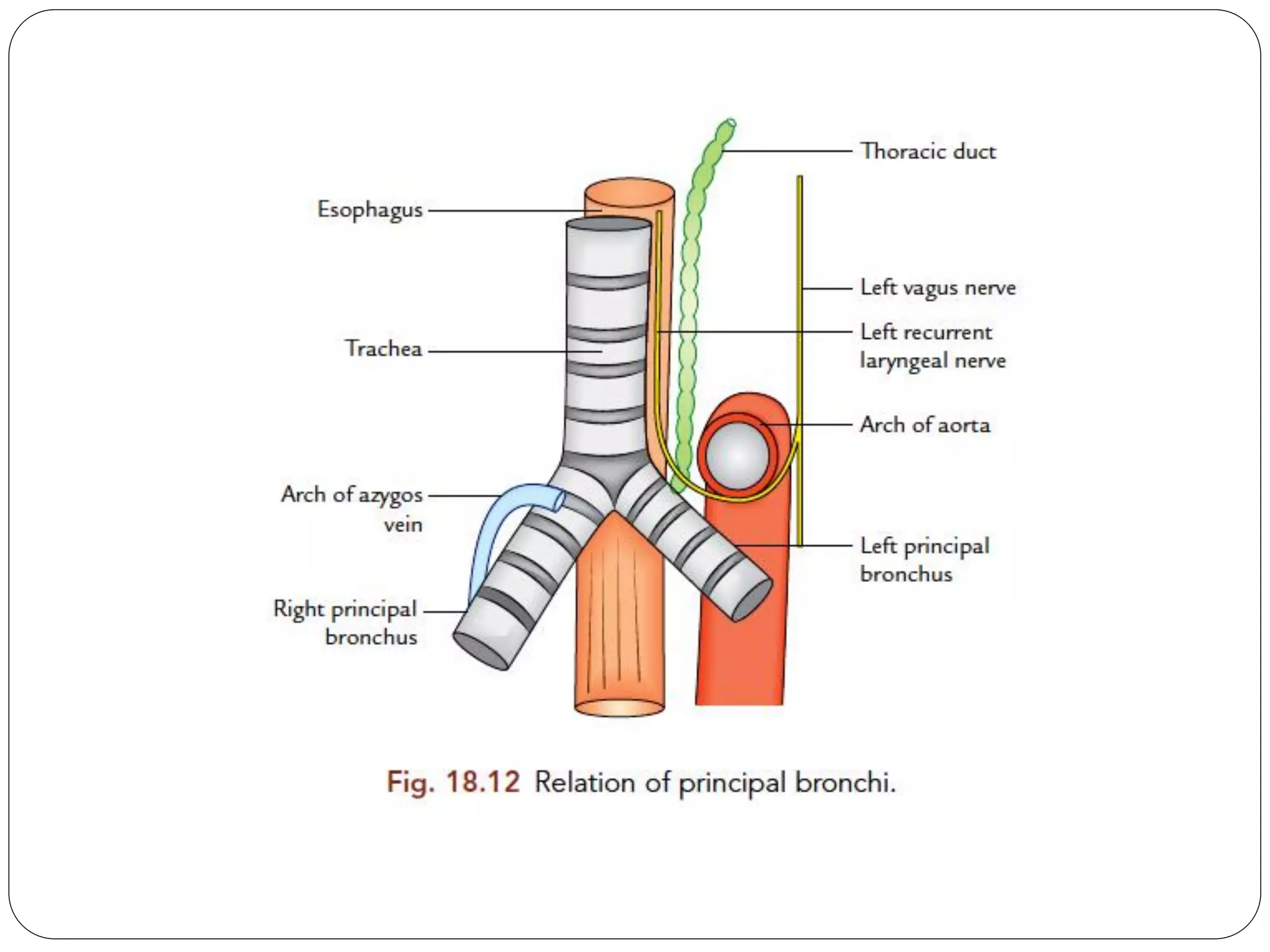 Anatomy of Lungs.pdf