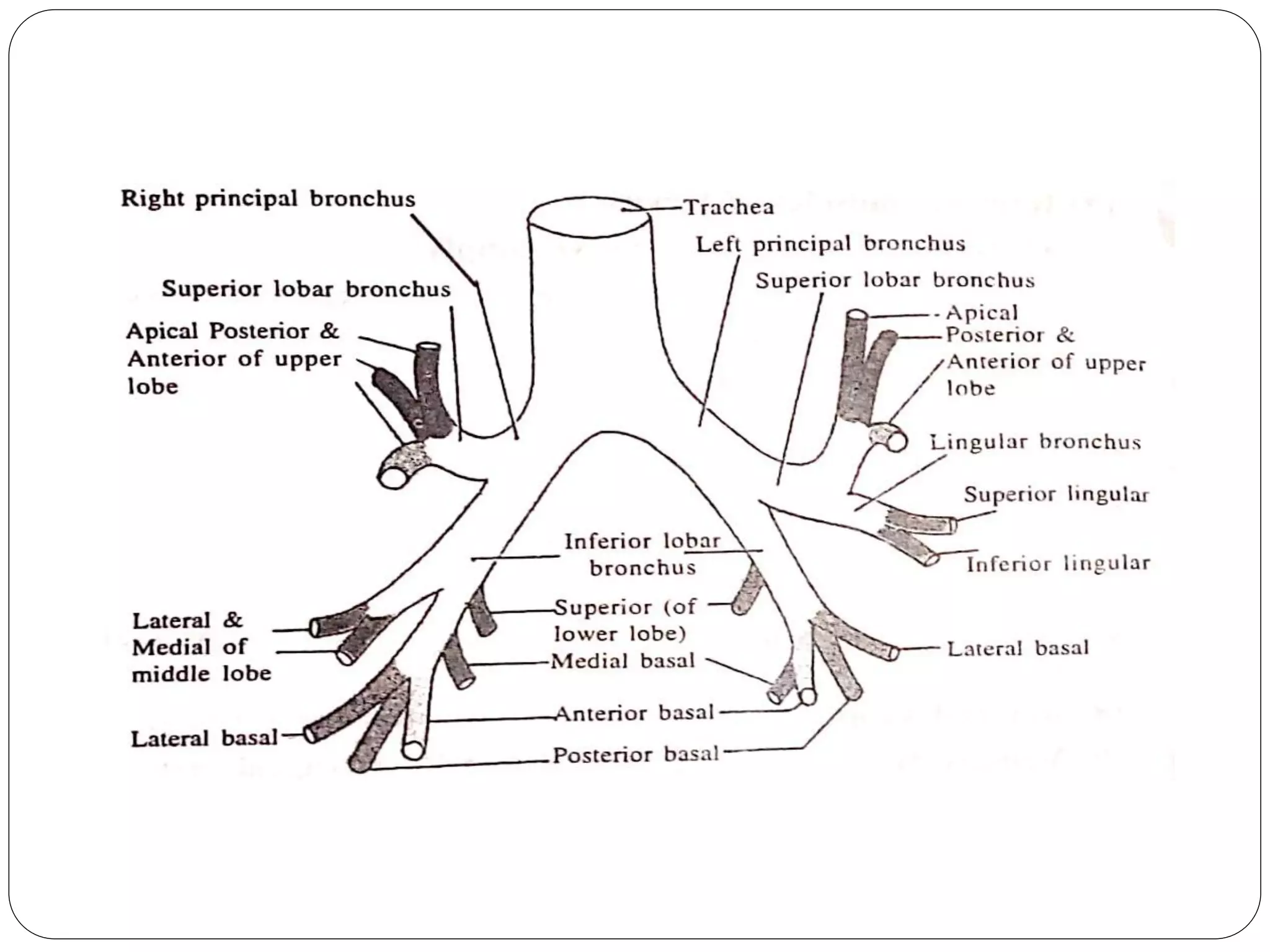 Anatomy of Lungs.pdf