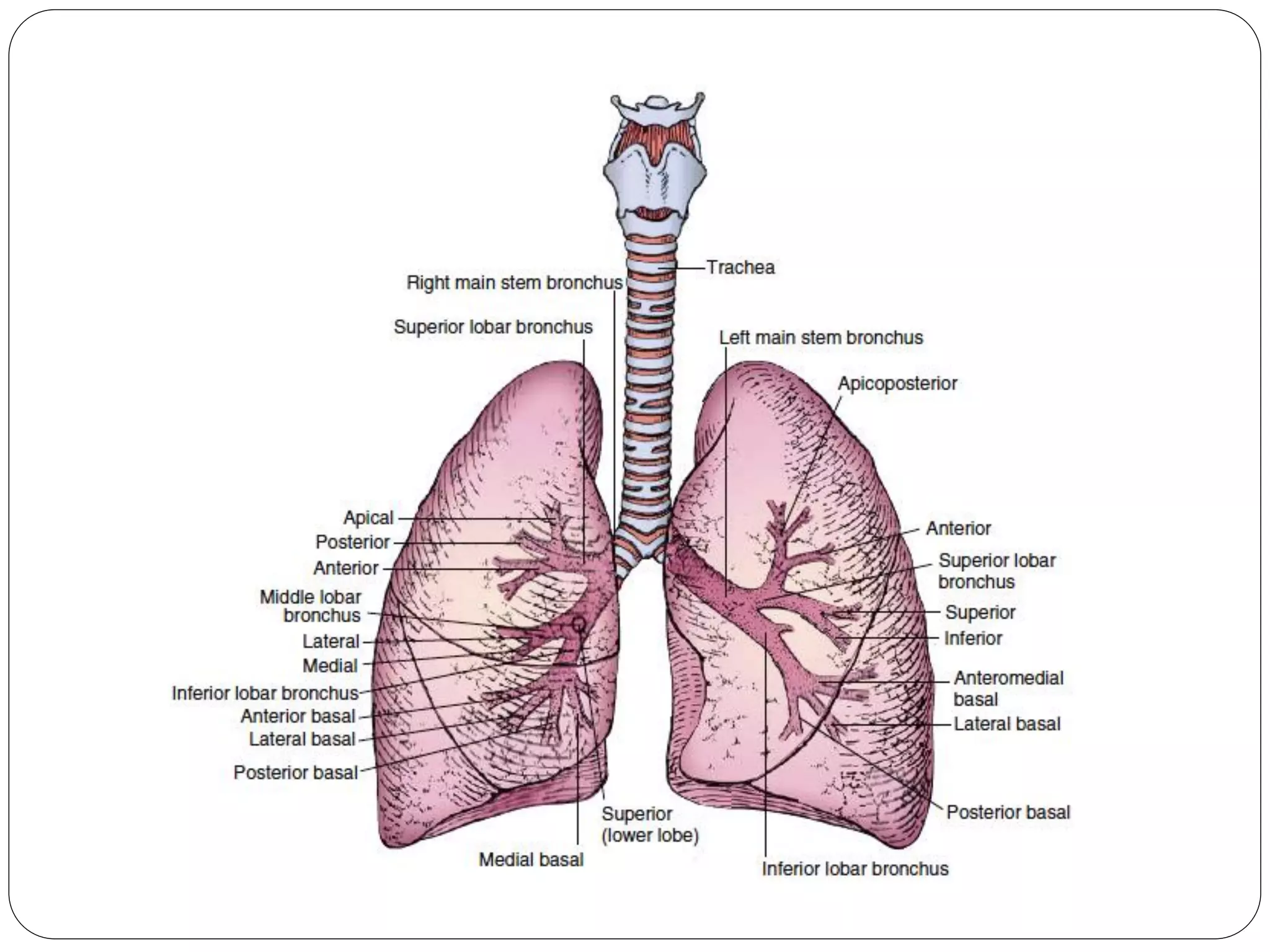 Anatomy of Lungs.pdf