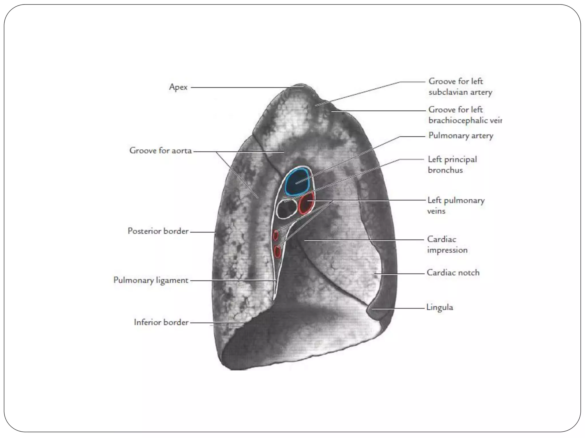 Anatomy of Lungs.pdf