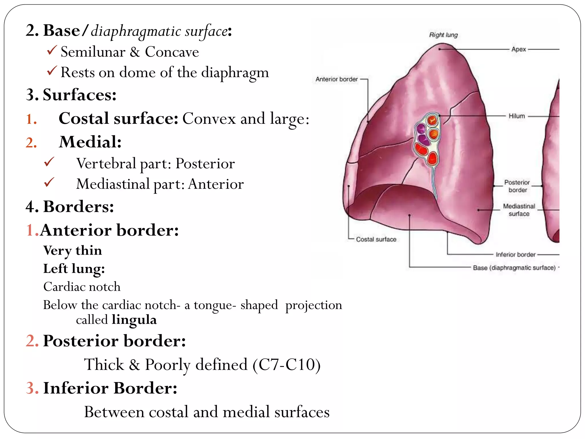 Anatomy of Lungs.pdf