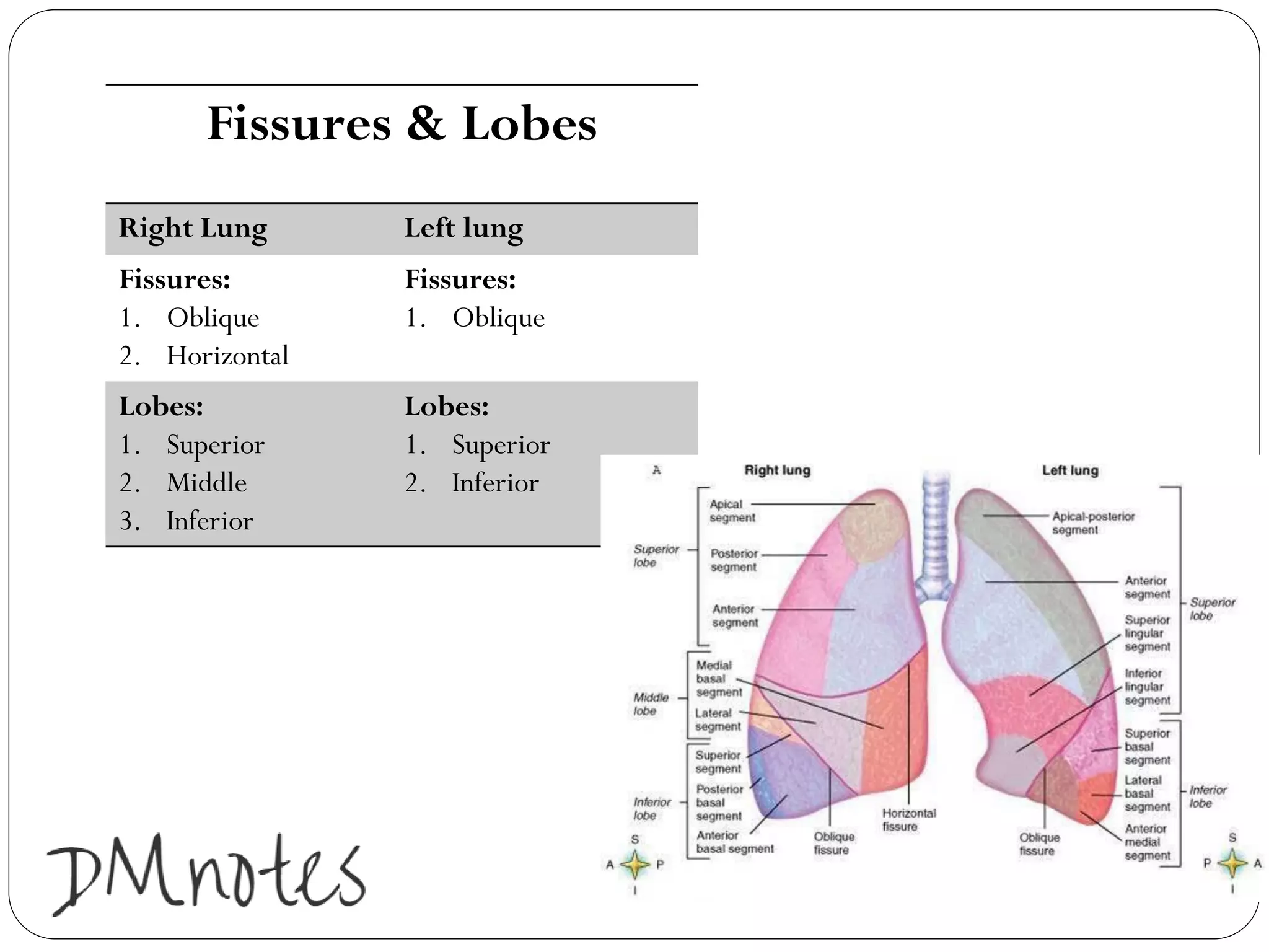 Anatomy of Lungs.pdf