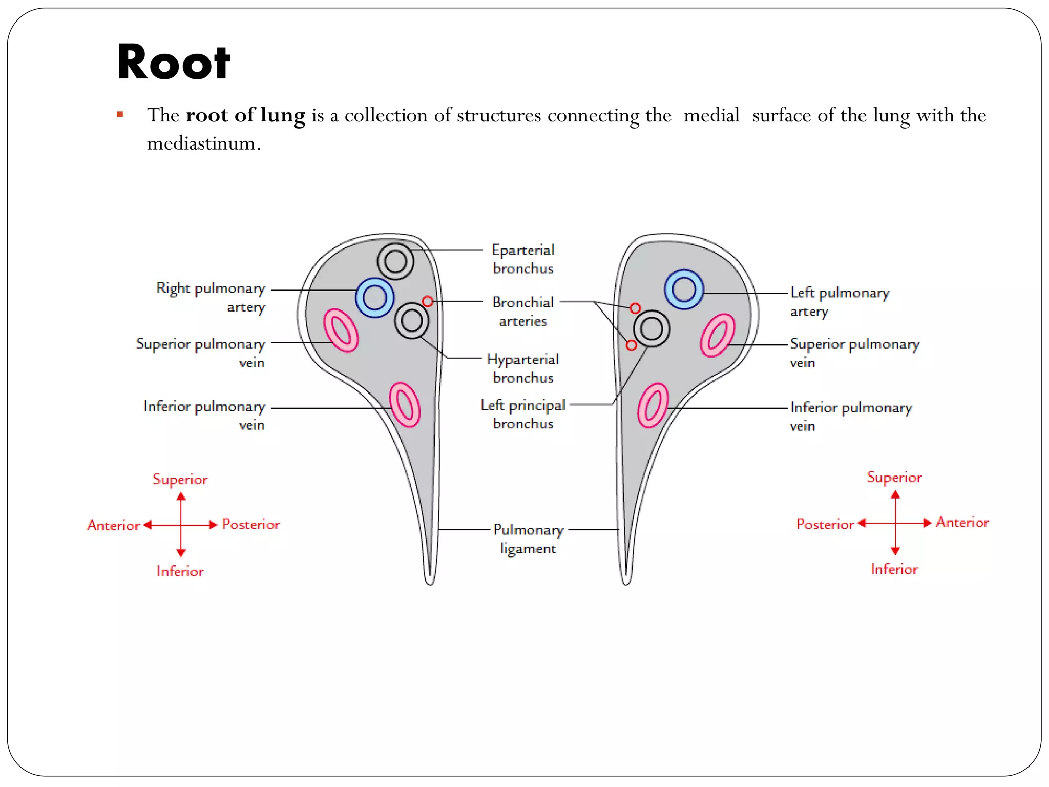 Anatomy of Lungs.pdf