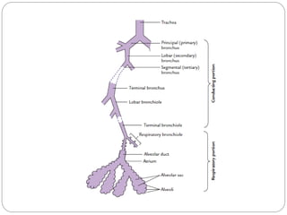 Anatomy of Lungs.pdf
