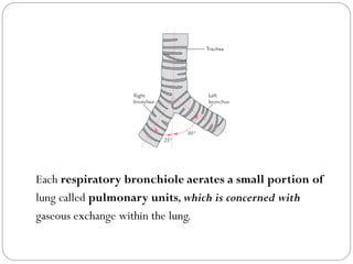 Anatomy of Lungs.pdf