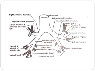 Anatomy of Lungs.pdf