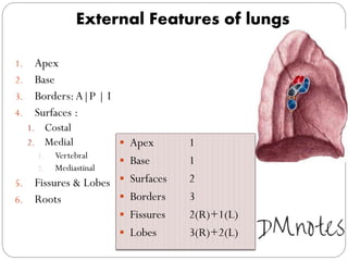 Anatomy of Lungs.pdf