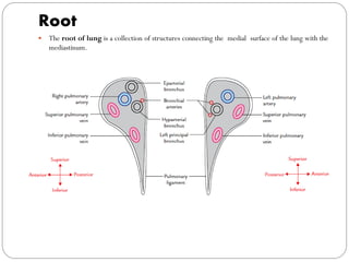 Anatomy of Lungs.pdf