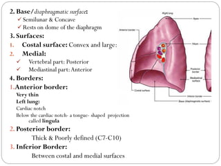 Diaphragmatic Surface Of Lung