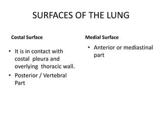 Anatomy of lungs and development of lungs | PPTX