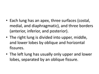Anatomy of lungs and development of lungs | PPTX