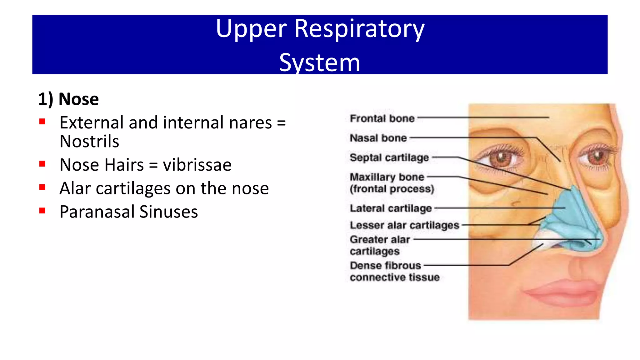 Anatomy of lungs, pleura and diaphragm | PPTX