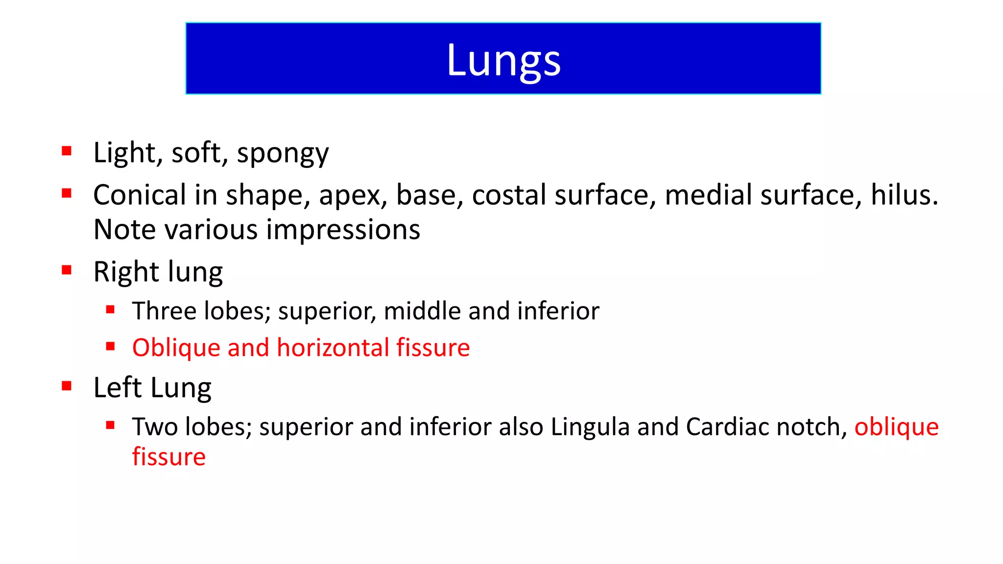 Anatomy of lungs, pleura and diaphragm | PPTX