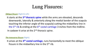 Anatomy of lungs, pleura and diaphragm | PPTX