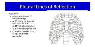 Anatomy of lungs, pleura and diaphragm | PPTX