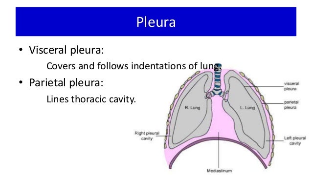 Lines Of Pleural Reflection