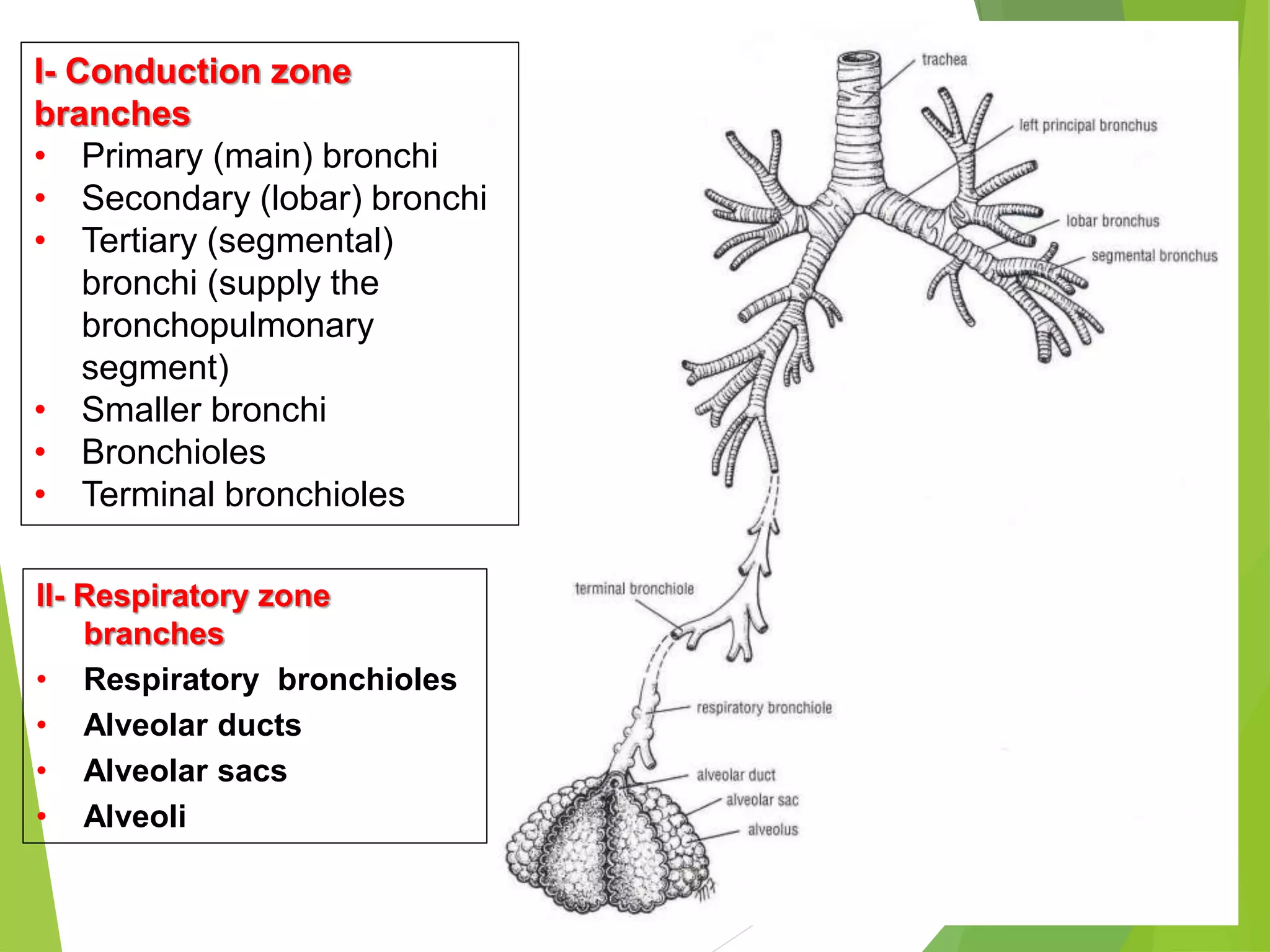 Basic anatomy of lung .ppt