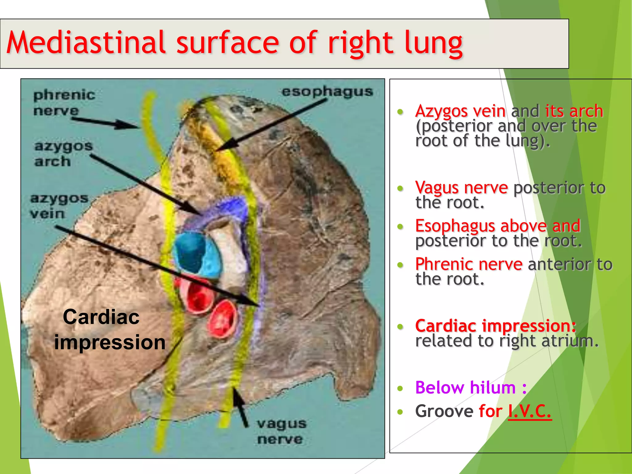 Basic anatomy of lung .ppt