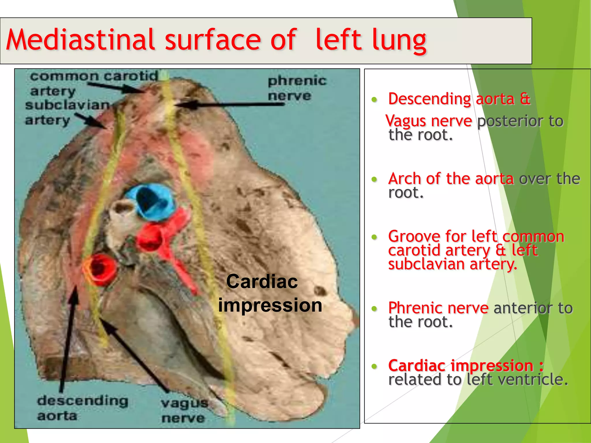 Basic anatomy of lung .ppt