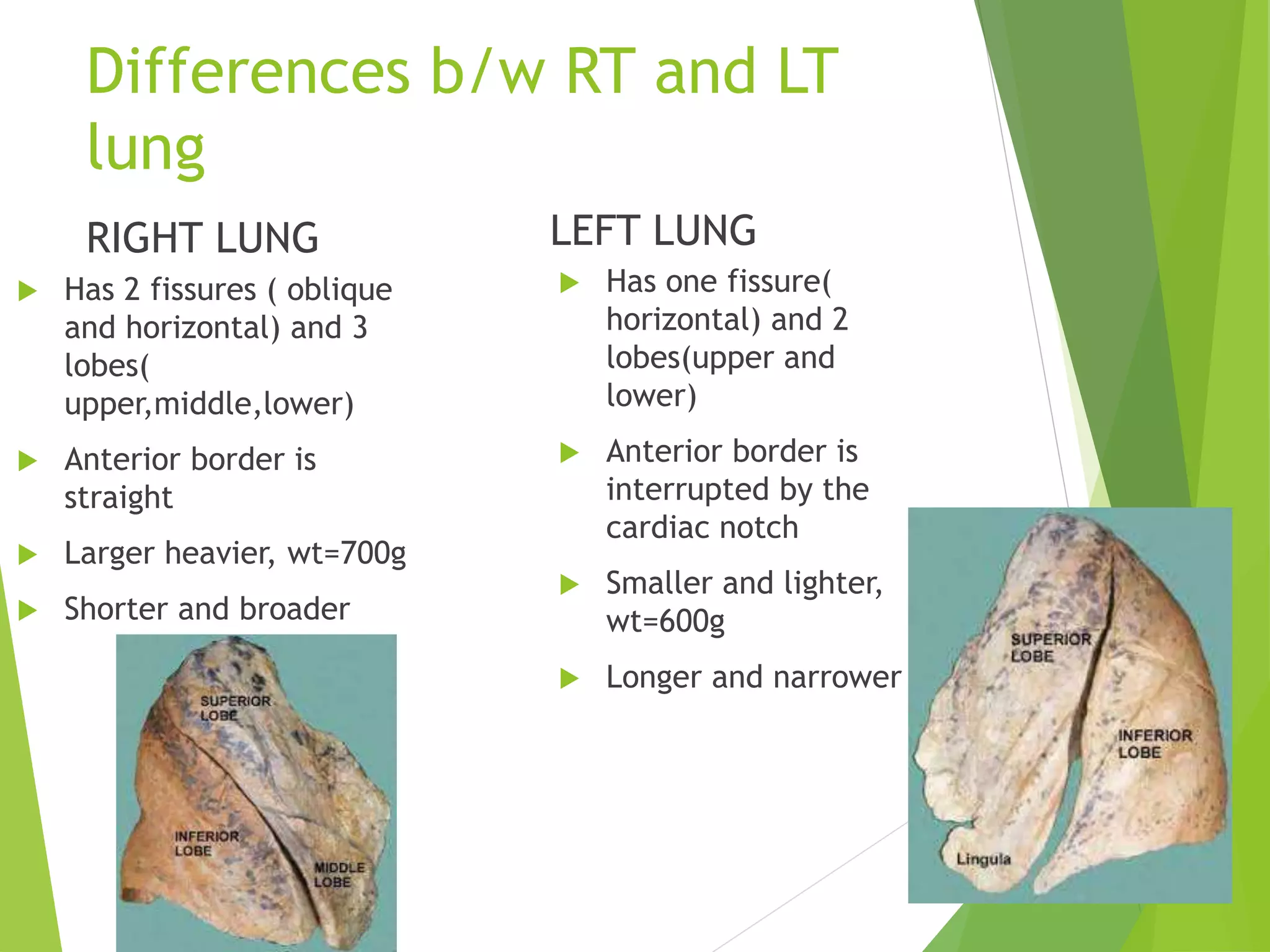 Basic anatomy of lung .ppt