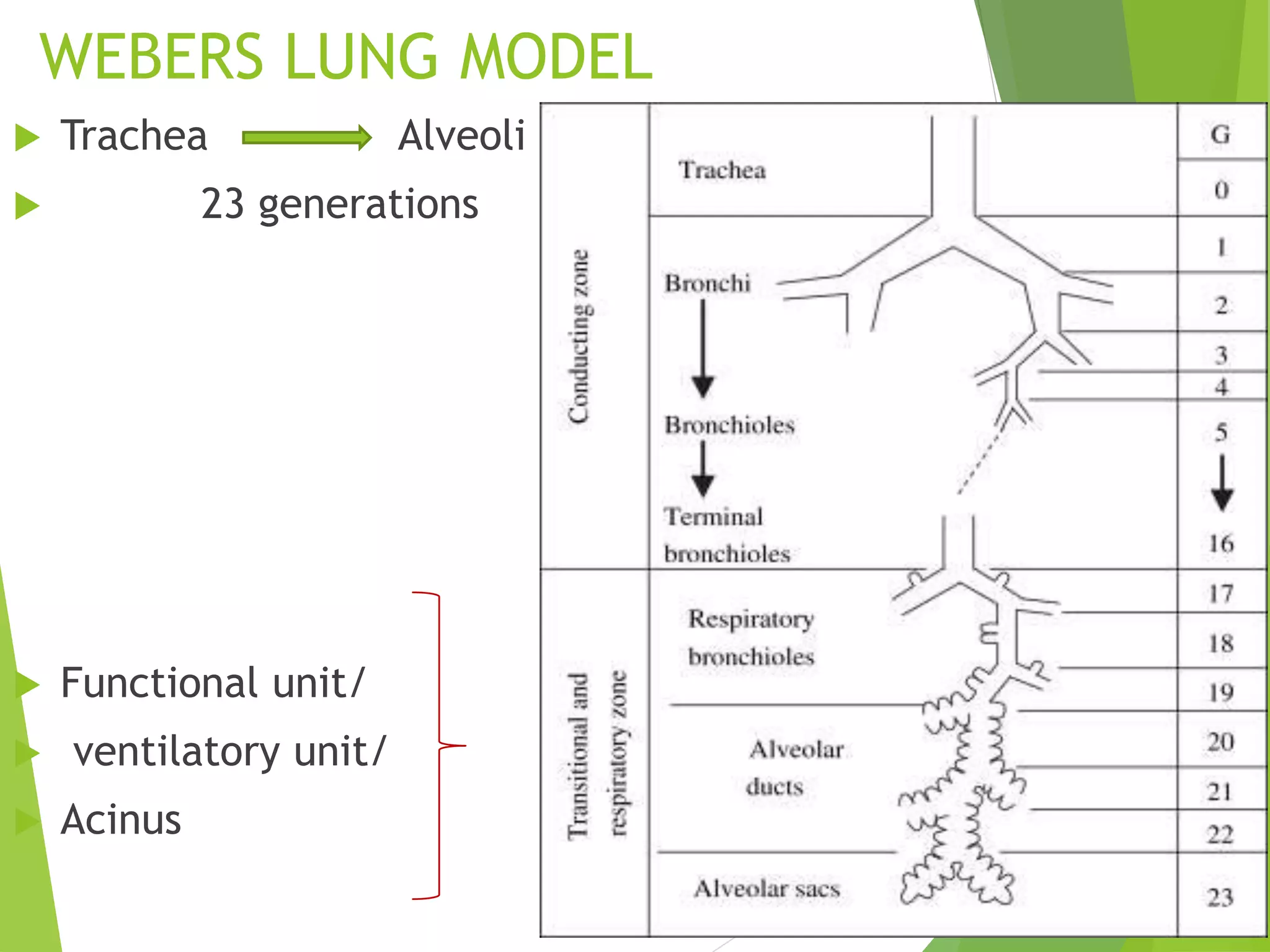 Basic anatomy of lung .ppt