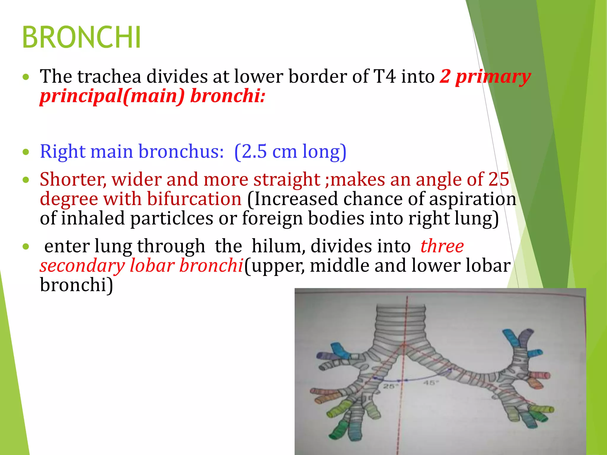 Basic anatomy of lung .ppt
