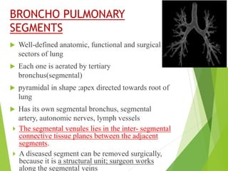 Basic anatomy of lung .ppt