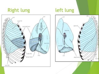 Basic anatomy of lung .ppt