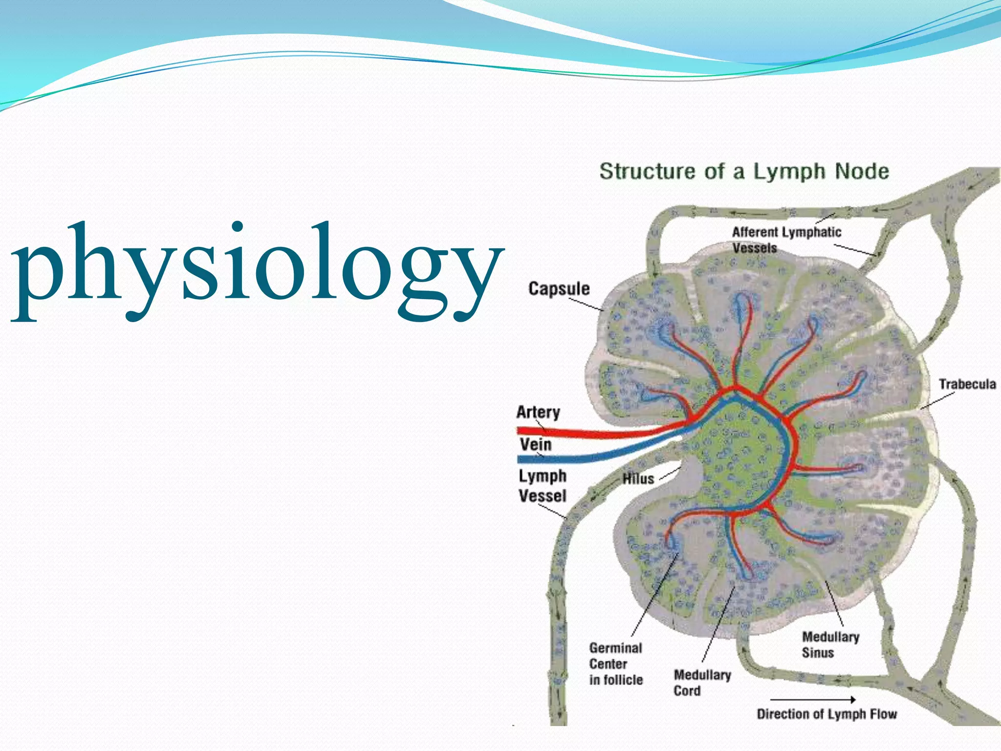 Anatomy of lymph node | PPTX