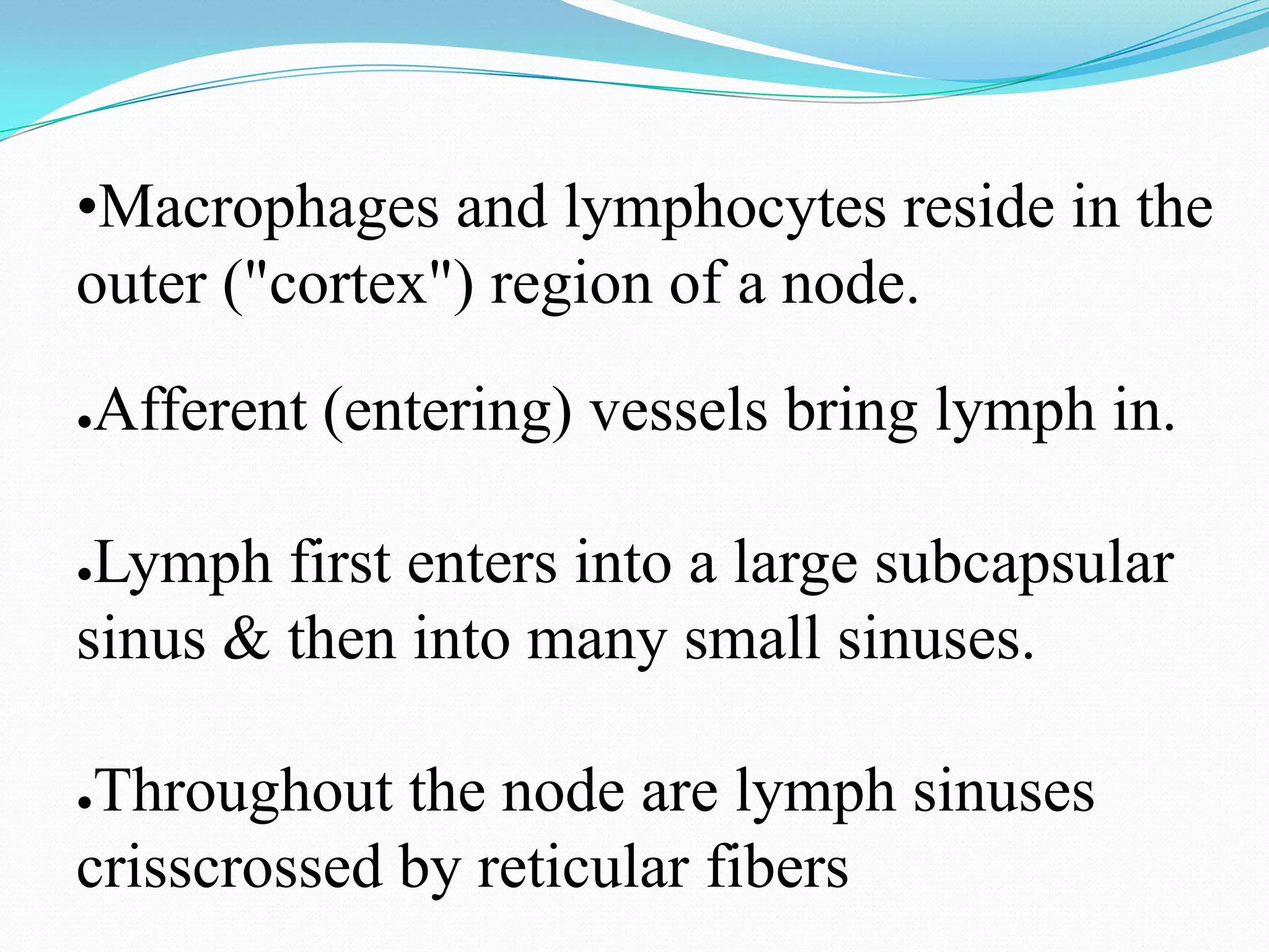 Anatomy of lymph node | PPTX
