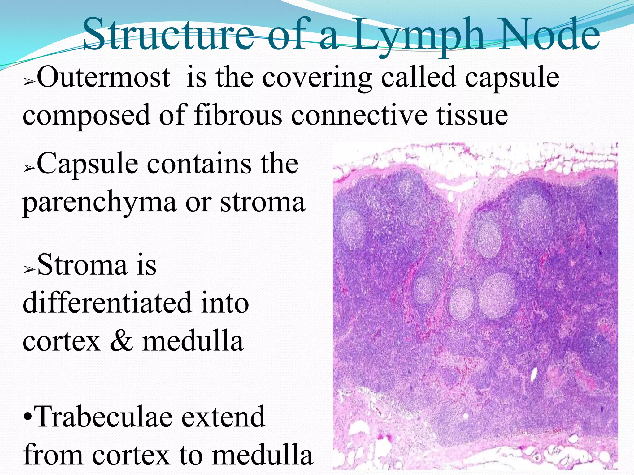 Anatomy of lymph node | PPTX