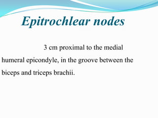 Anatomy of lymph node | PPTX