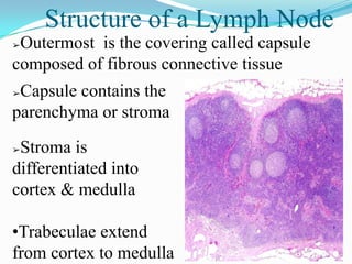 Anatomy of lymph node | PPTX