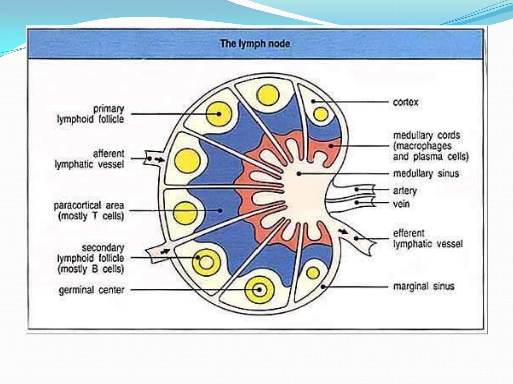 Anatomy Of Lymph Node