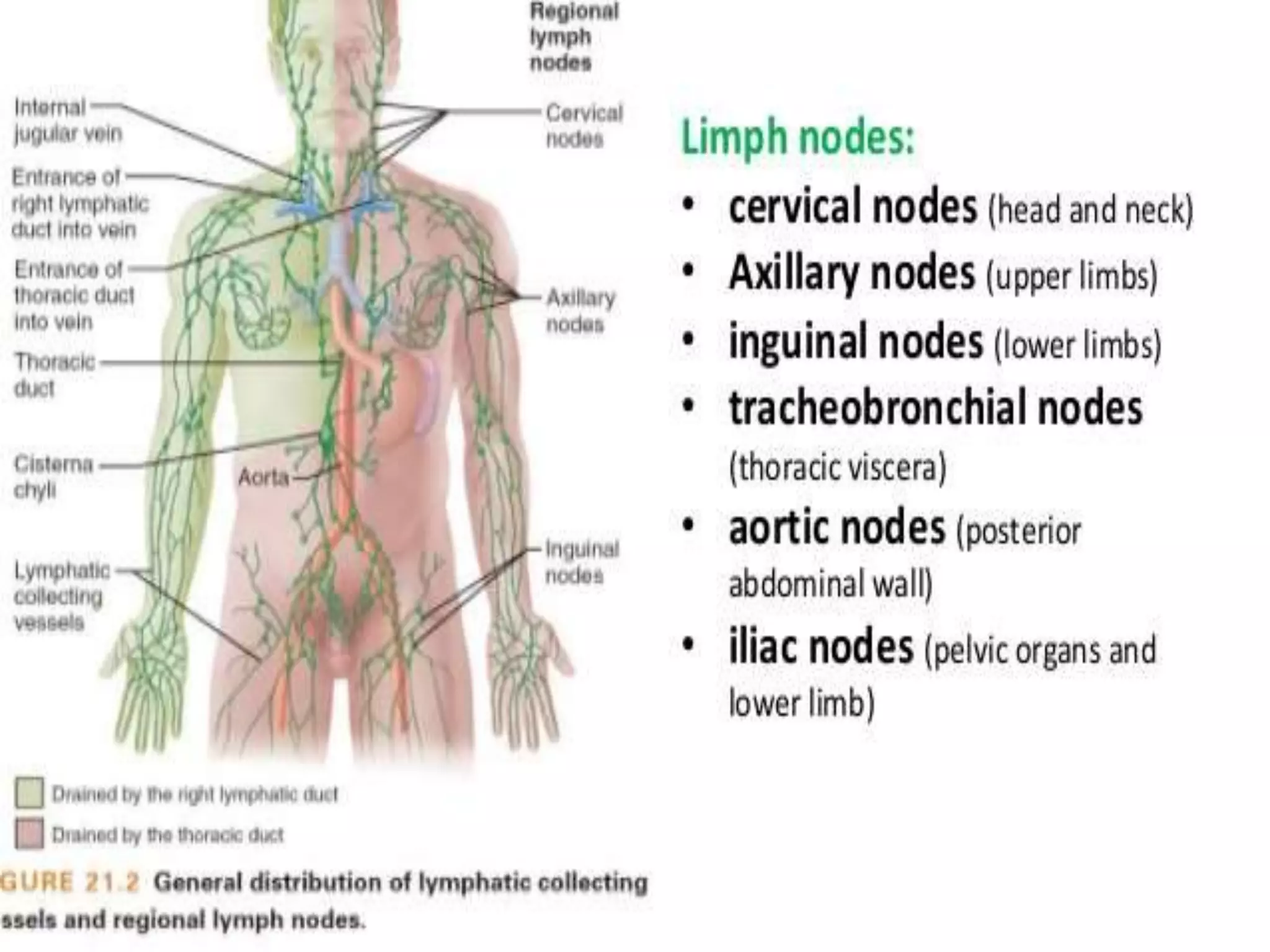 Anatomy of lymph node by hussein ali hussein | PPT