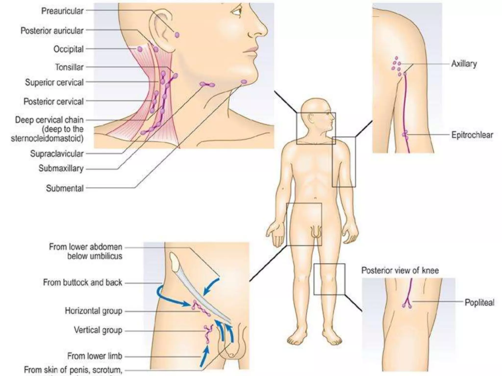 Anatomy of lymph node by hussein ali hussein | PPT