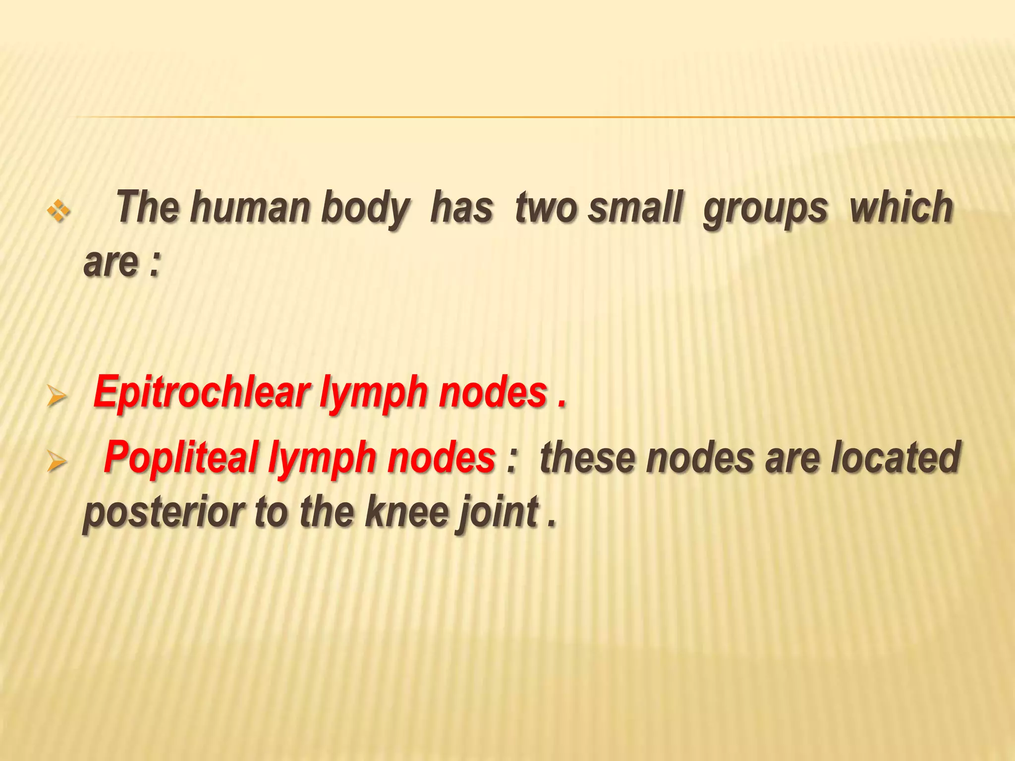 Anatomy of lymph node by hussein ali hussein | PPT