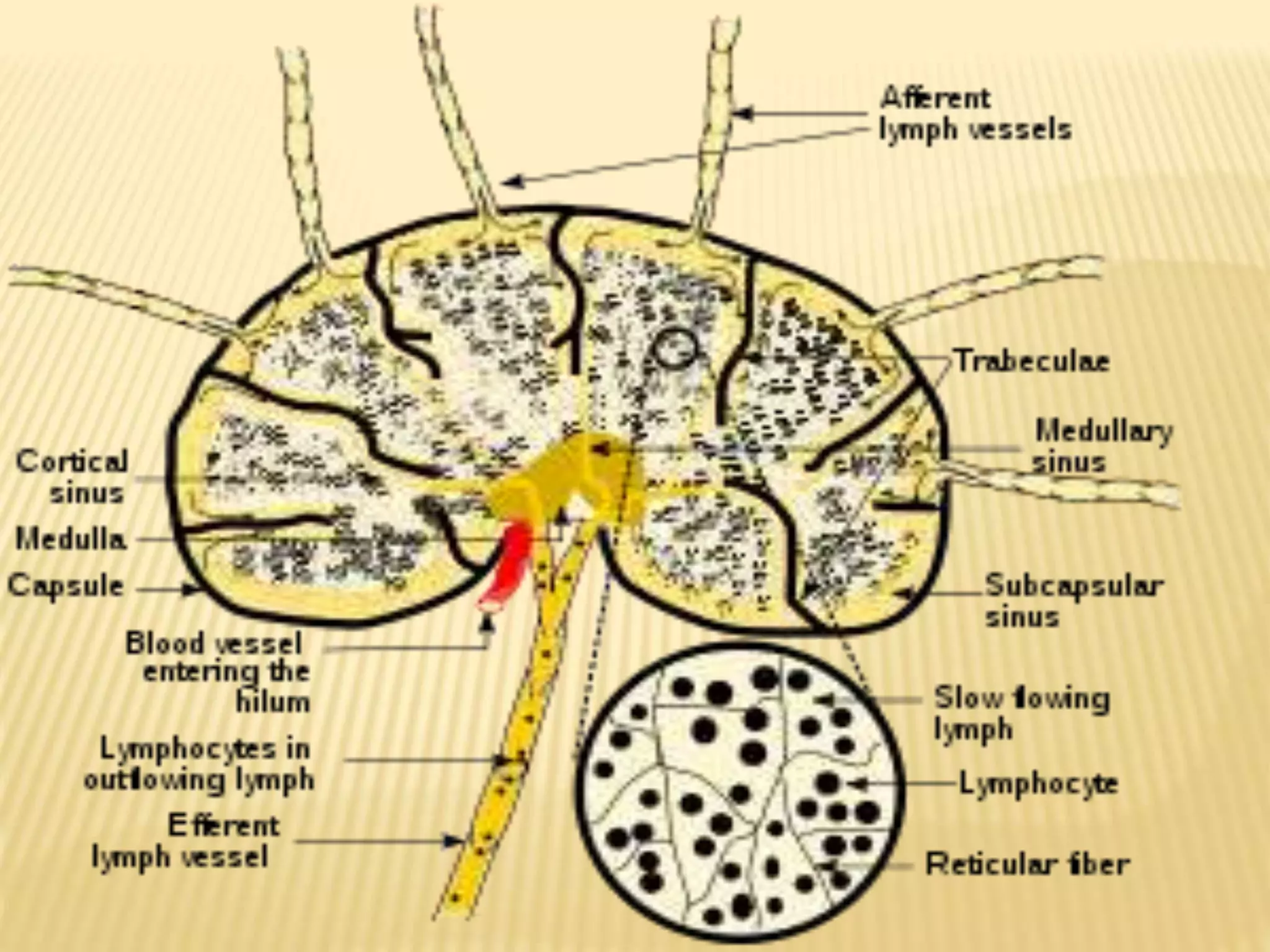 Anatomy of lymph node by hussein ali hussein | PPT