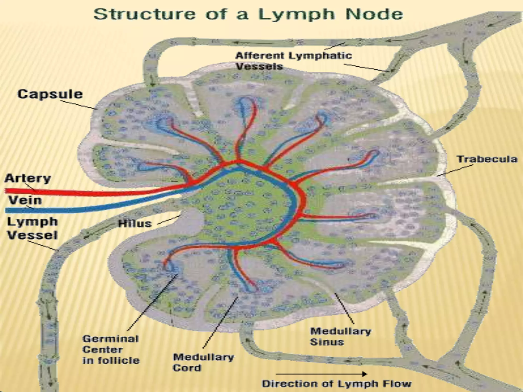 Anatomy of lymph node by hussein ali hussein | PPT