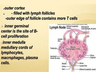 Anatomy of lymph node by hussein ali hussein | PPT